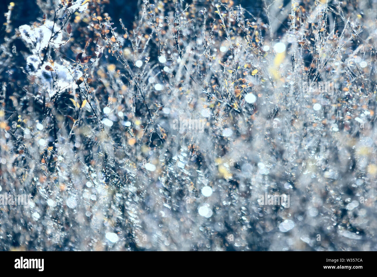 Blind rain, sunshower. The morning sun highlights the dew on the bushes ...