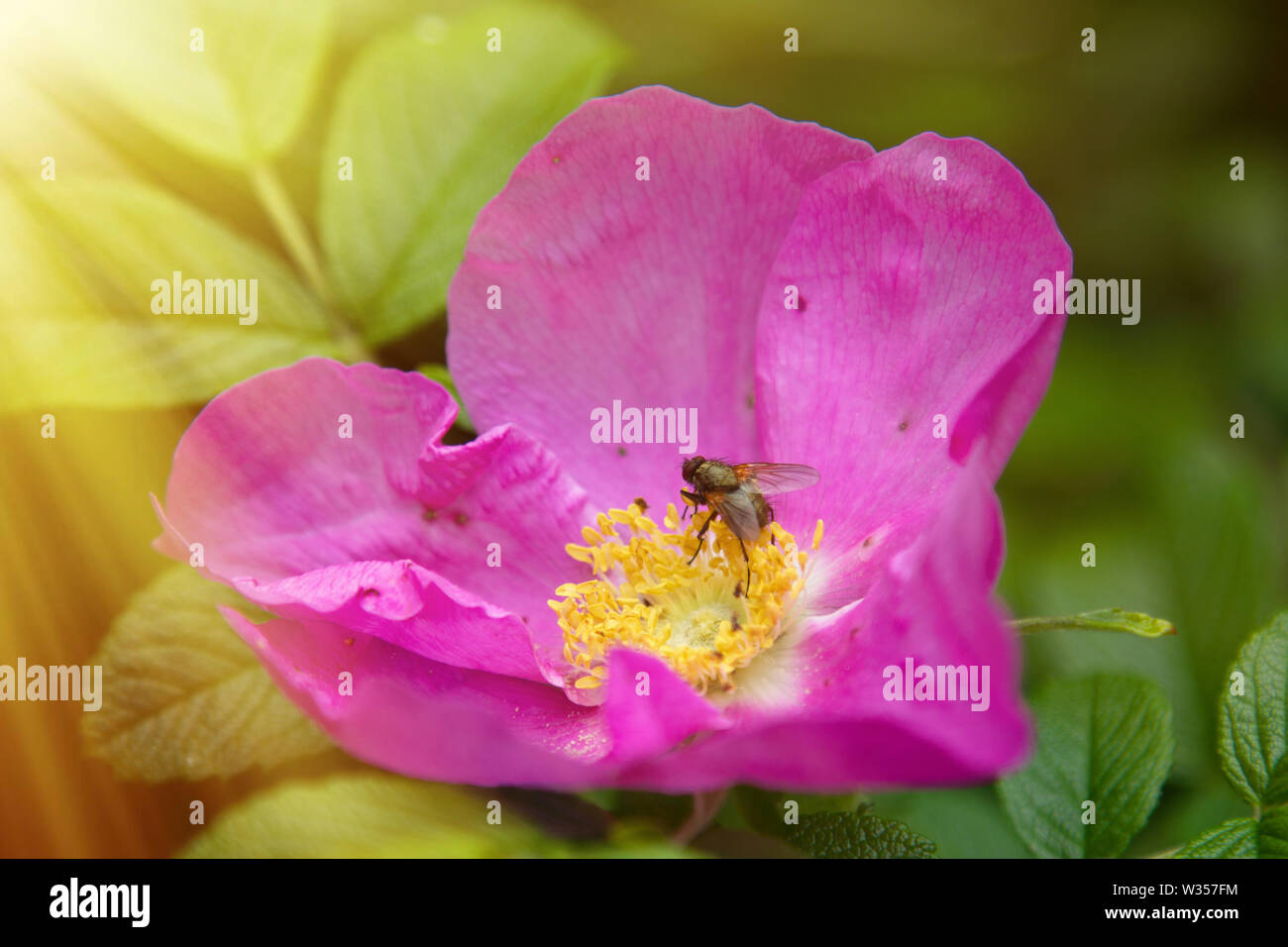 Wild rose, ramanas rose (Rosa rugosa rubra) blooms and fills air with ...