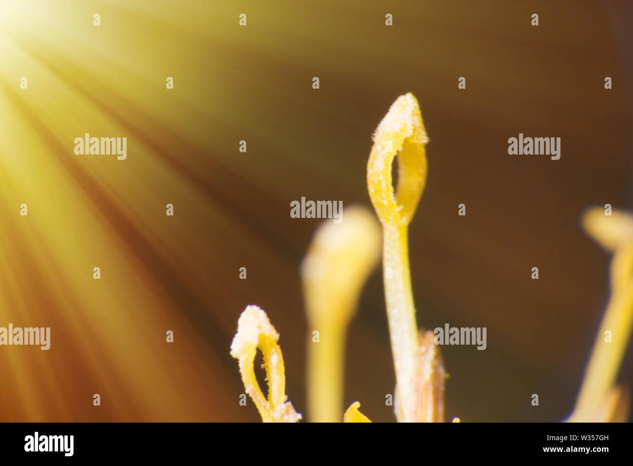 Enlarged flowers (even outwardly simple) look amazingly beautiful when ...