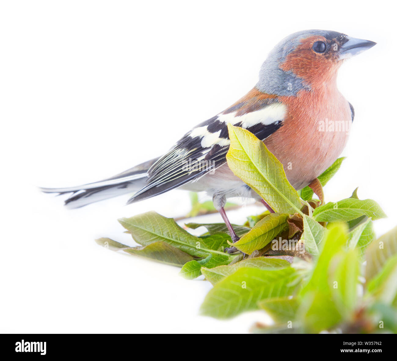 Spring in form of bright plumage of birds (male Finch) and young ...