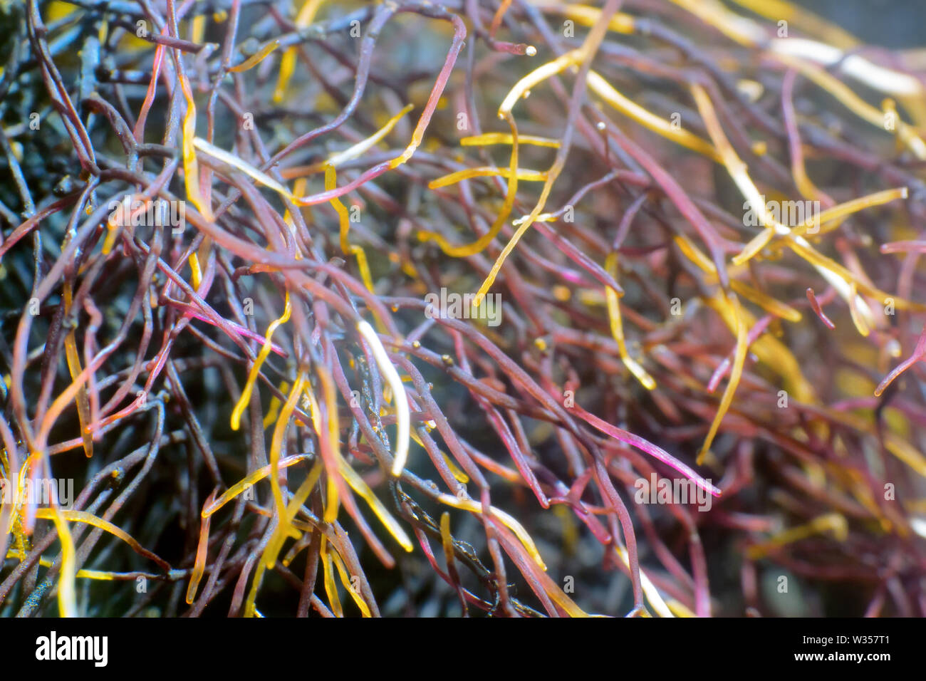 Filamentous thallus hi-res stock photography and images - Alamy