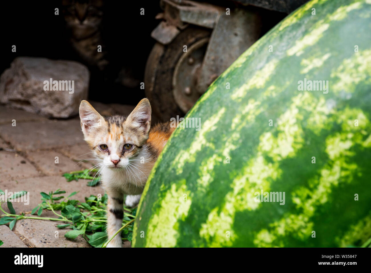 Timid stray cat hiding behind melon and fruit in Marrakech medina fruit ...