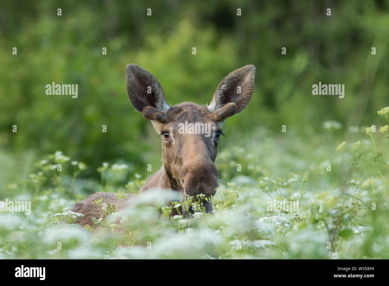 Young Male Moose (Alces alces Stock Photo - Alamy