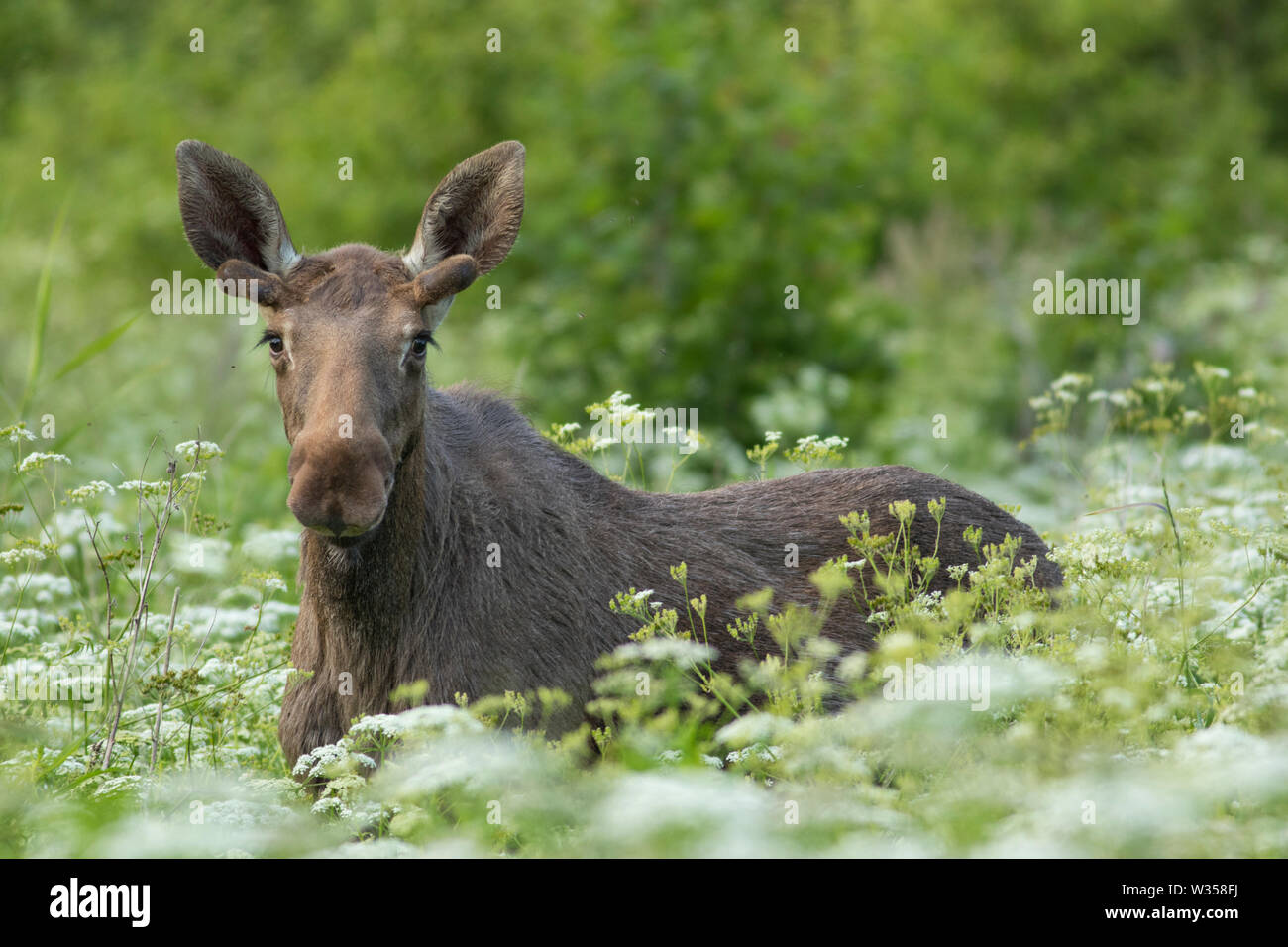 Young Male Moose (Alces alces Stock Photo - Alamy