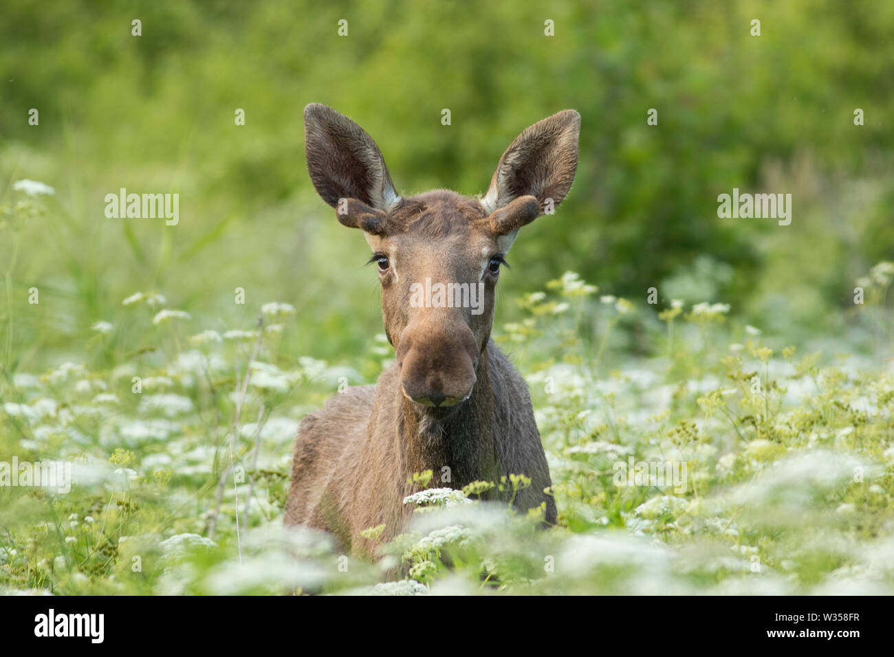 Young Male Moose (Alces alces Stock Photo - Alamy
