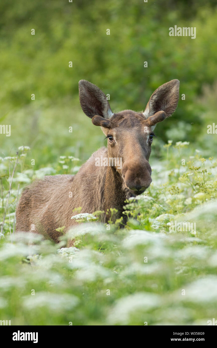 Male And Female Moose