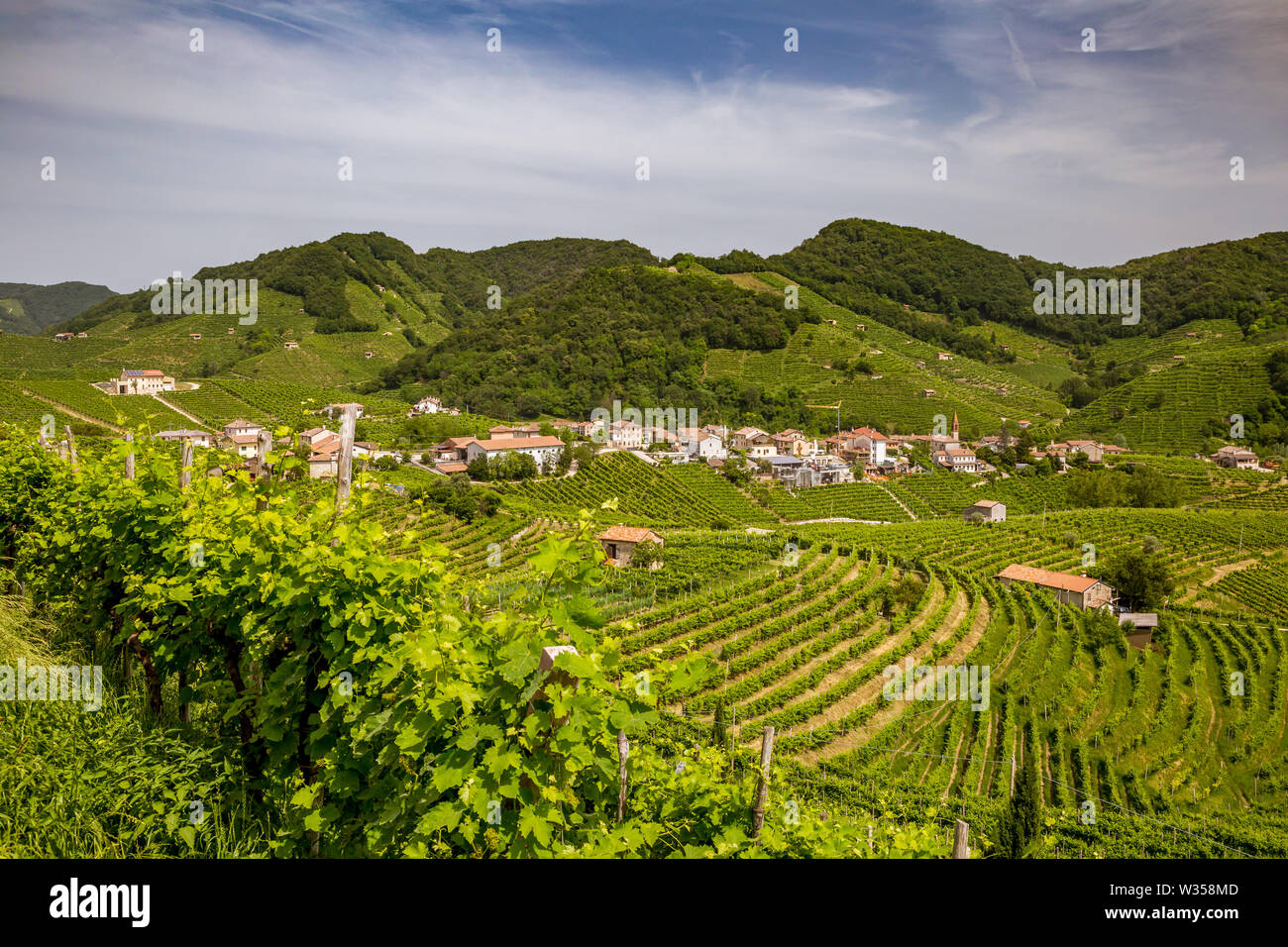 Prosecco vineyard hi-res stock photography and images - Alamy