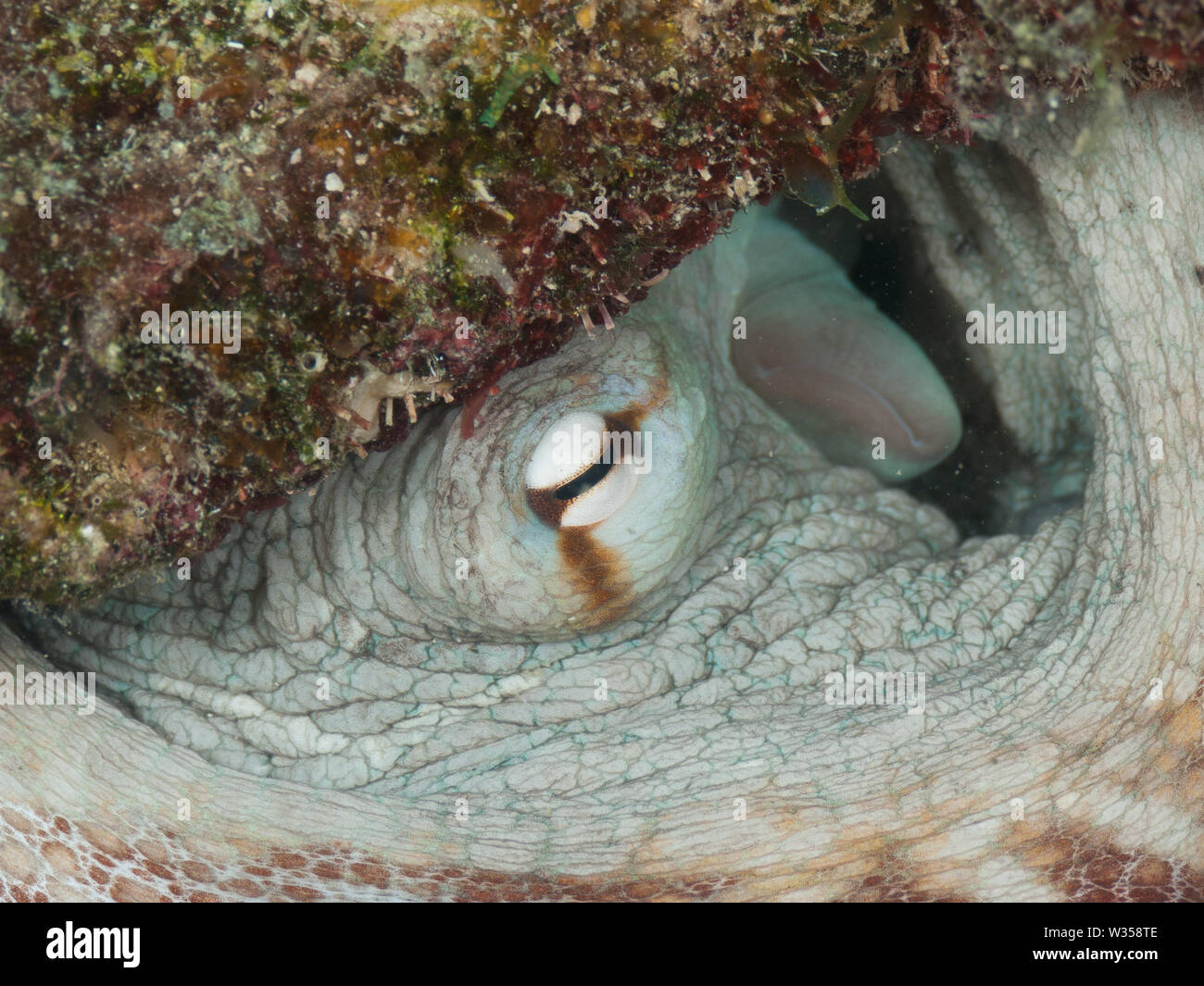 Common octopus octopus vulgaris on coral reef Stock Photo - Alamy