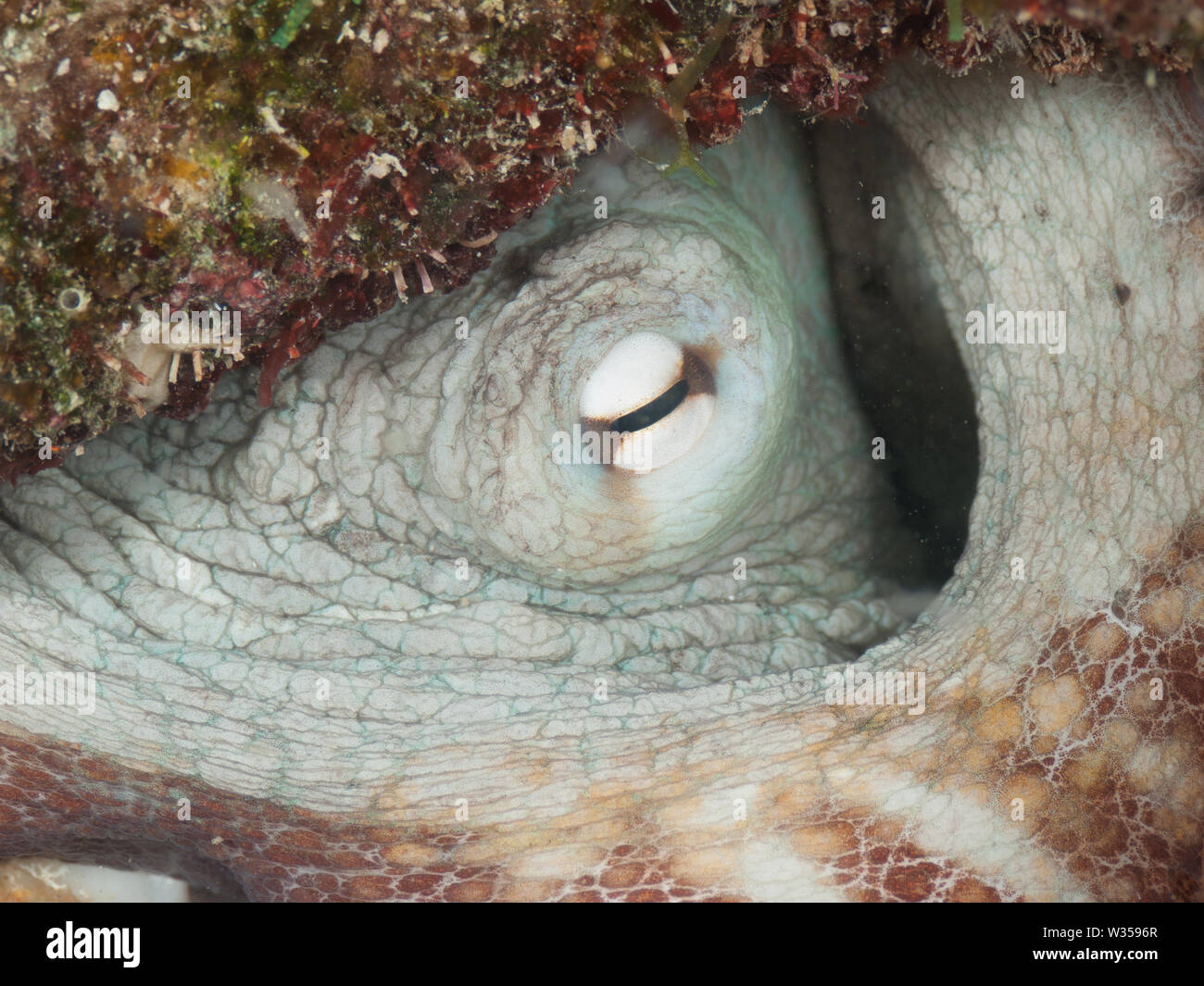 Common octopus octopus vulgaris on coral reef Stock Photo - Alamy