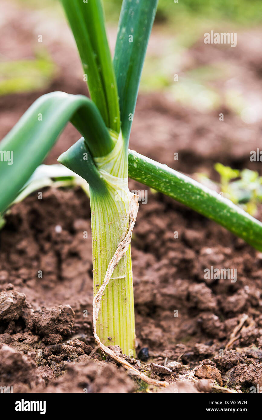Spring onions in the field Stock Photo - Alamy