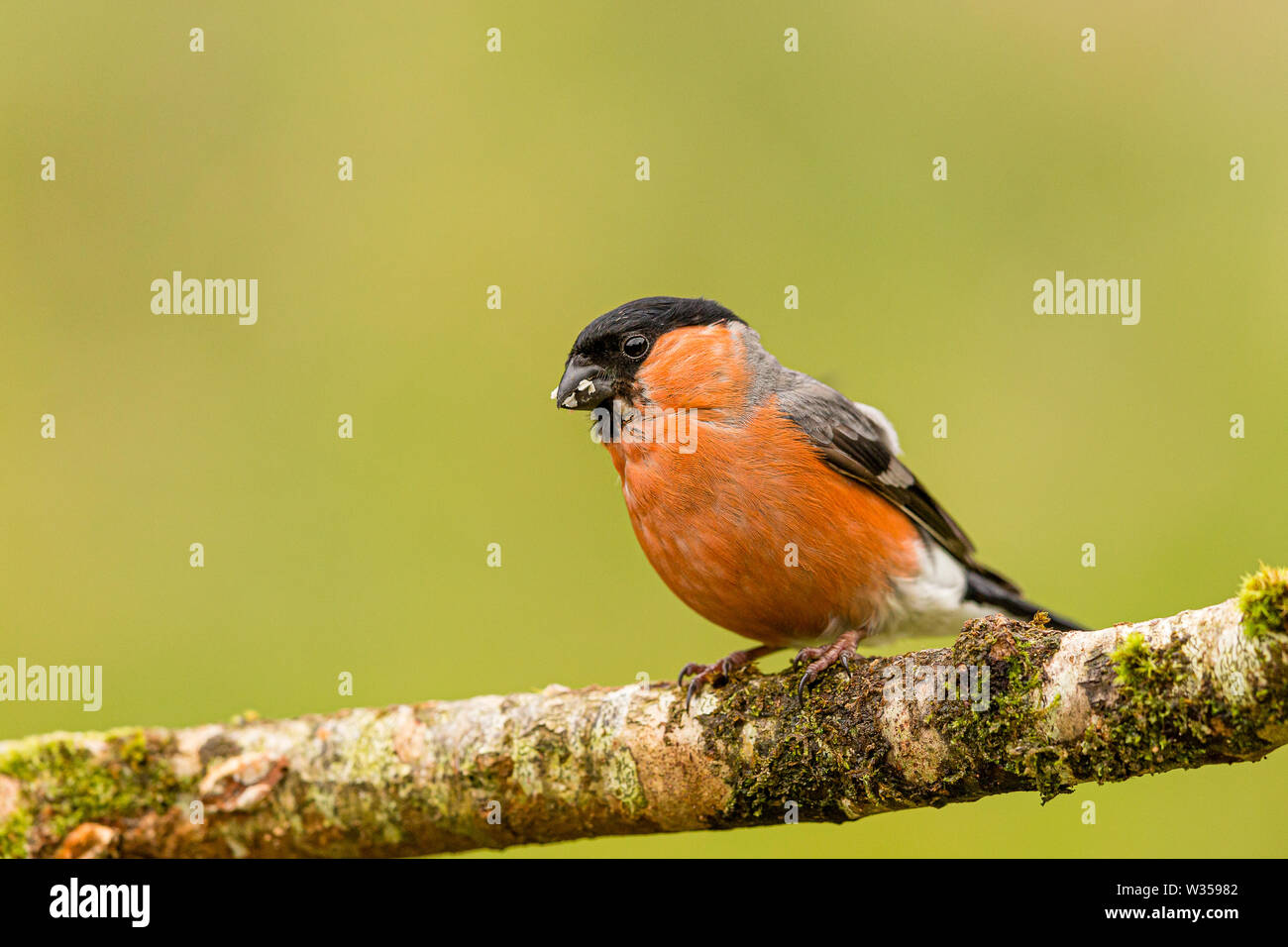 Bullfinch uk summer hi-res stock photography and images - Alamy