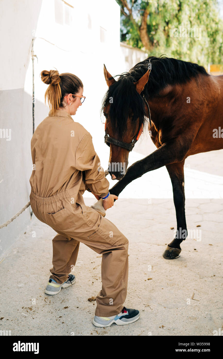 Veterinary woman examining and treating the tendons of the horse leg ...