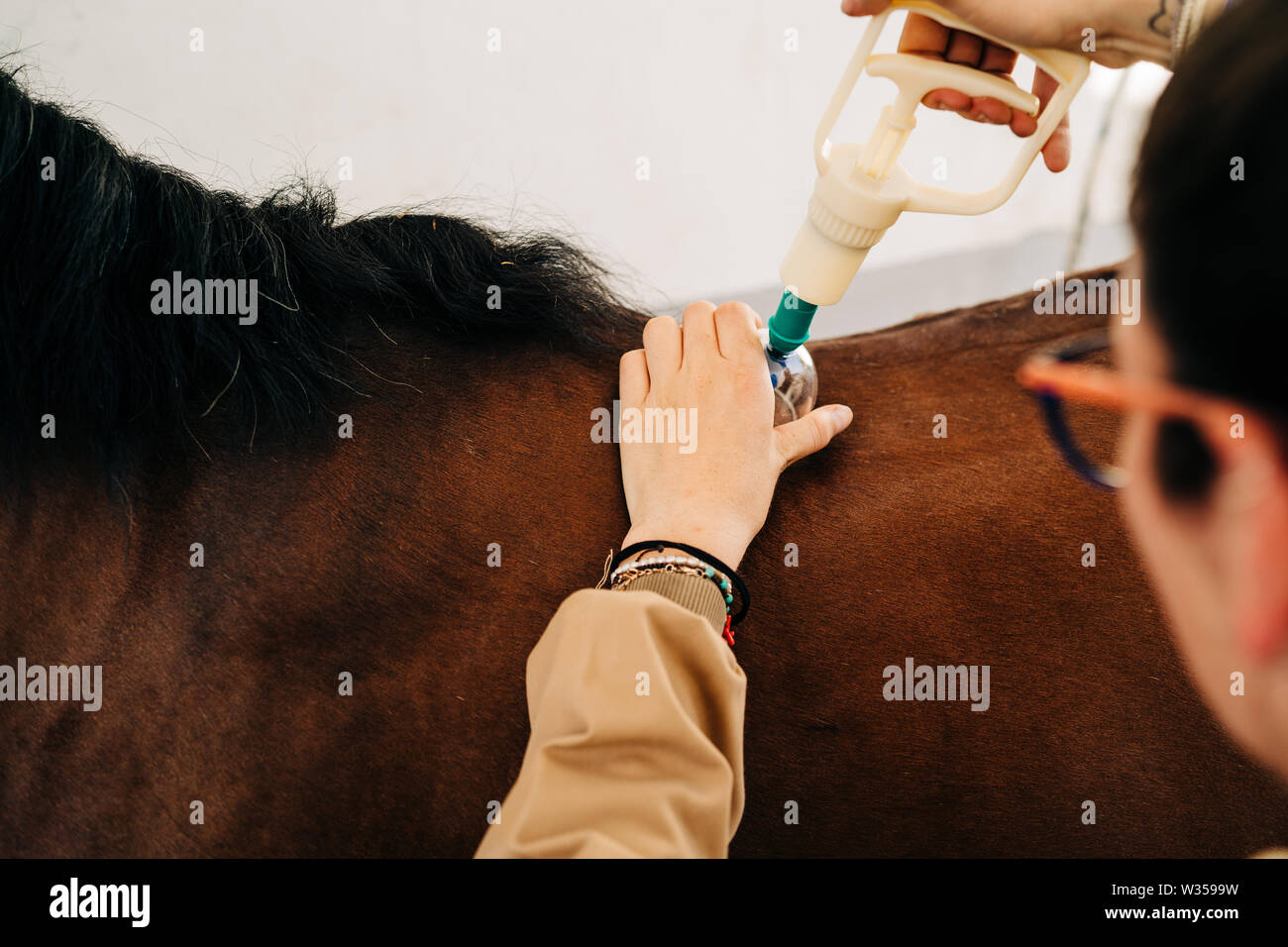 Brown Horse Receiving Cupping Treatment On Her Back in a stable. Equine ...