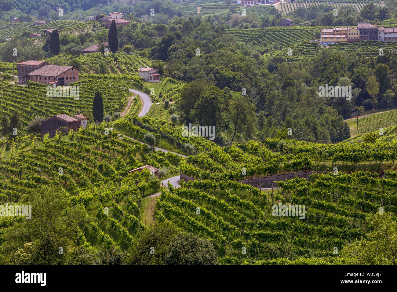 Prosecco vineyard hi-res stock photography and images - Alamy