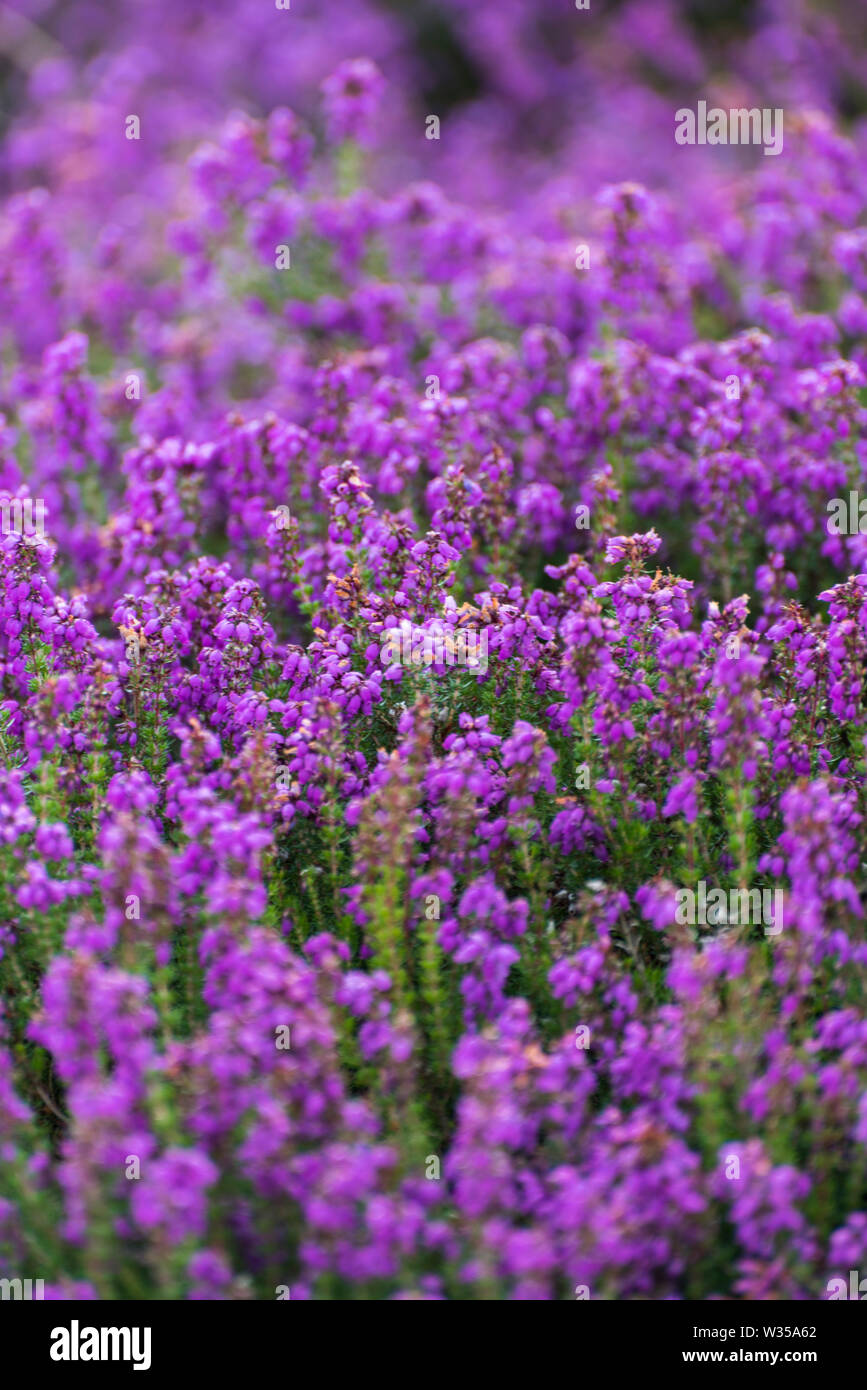 Dartmoor heather hi-res stock photography and images - Alamy