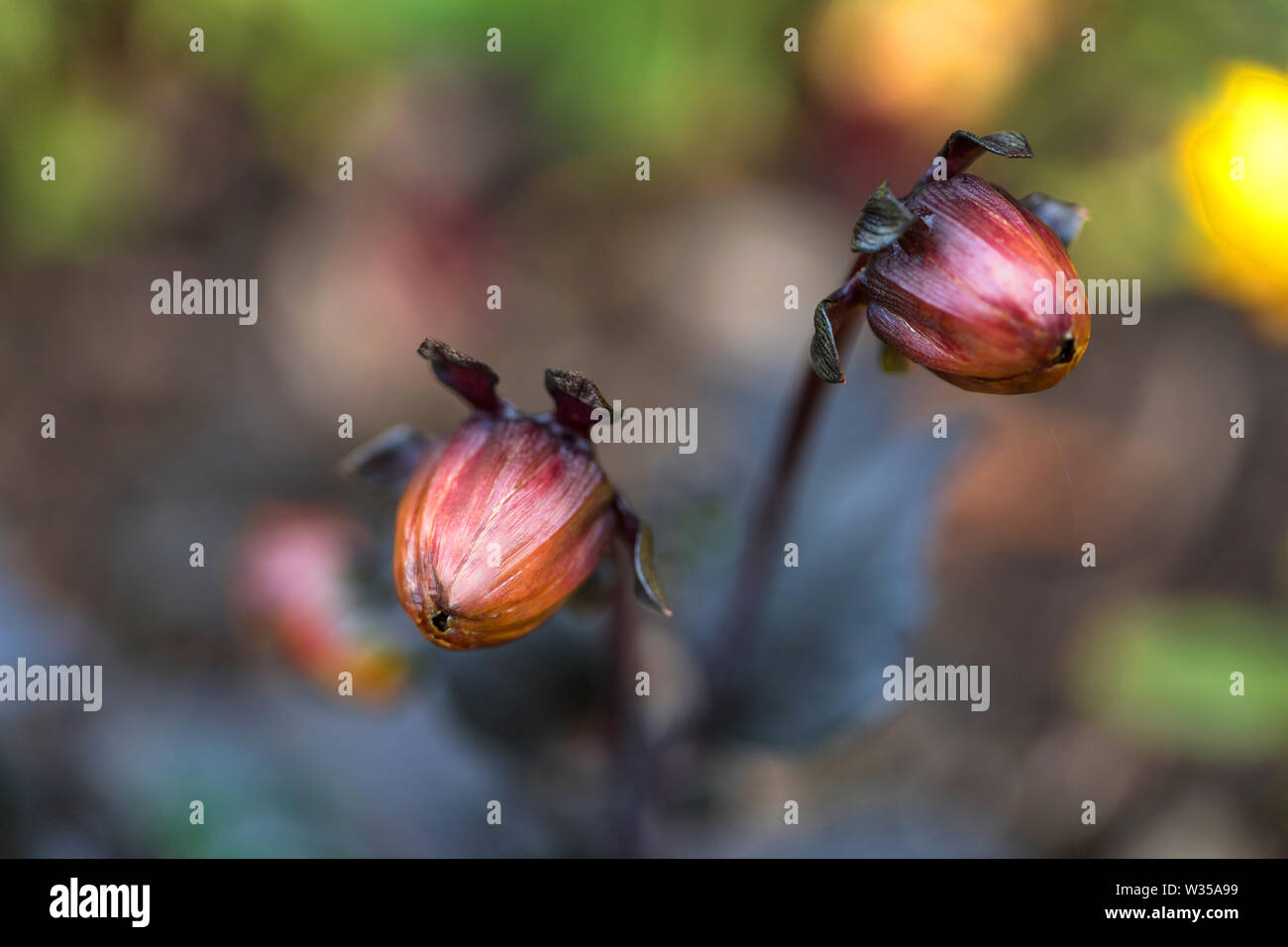 flower buds color background Stock Photo - Alamy