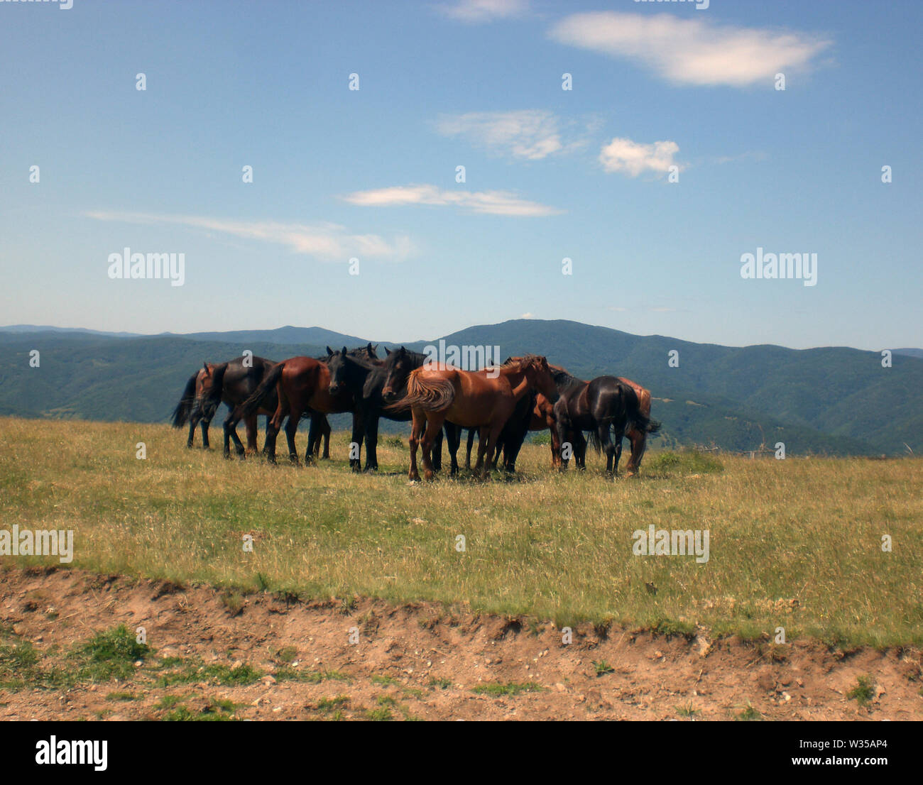 Group of wild horses hi-res stock photography and images - Alamy