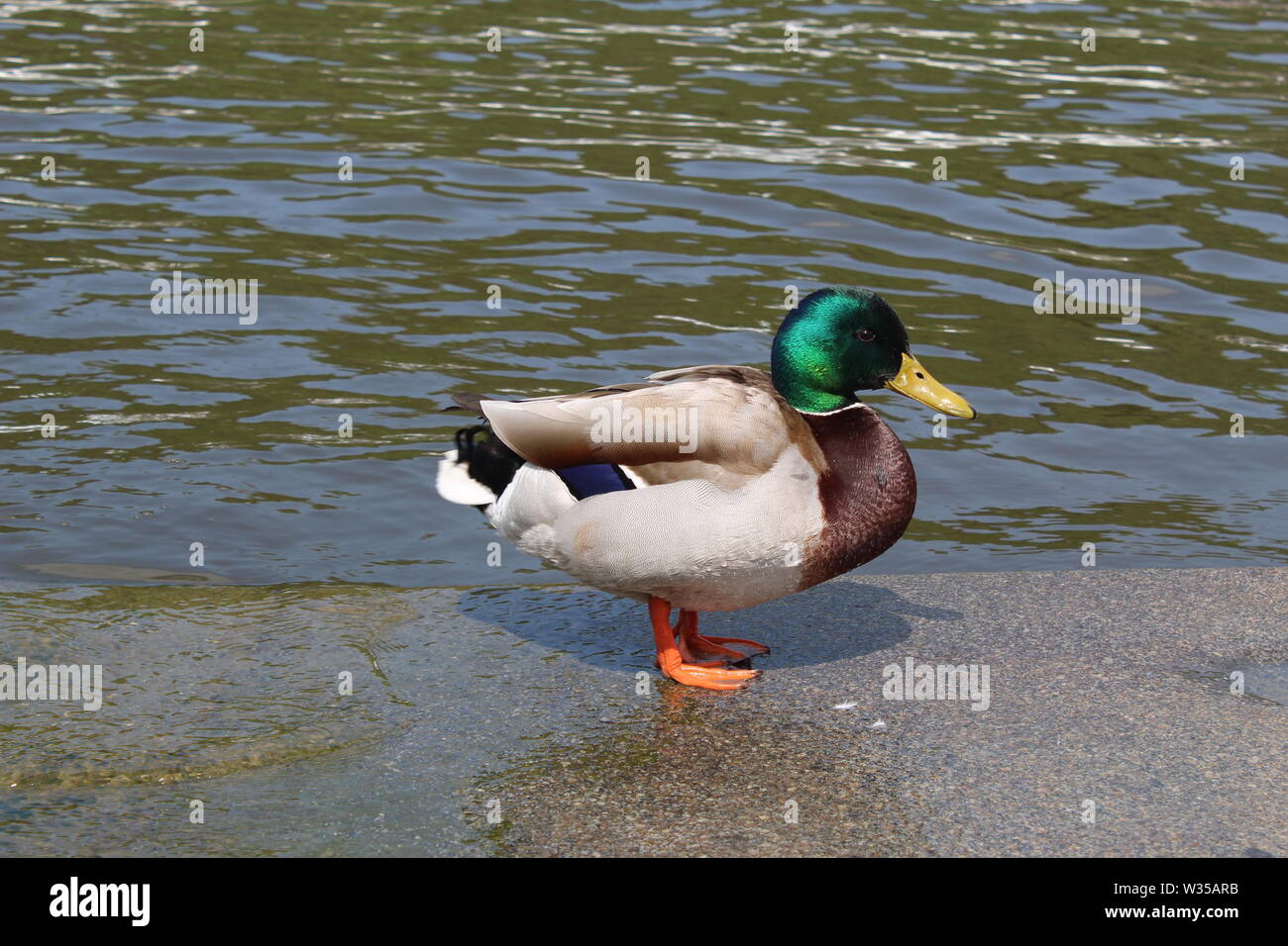 Mallard male duck on shore hi-res stock photography and images - Alamy