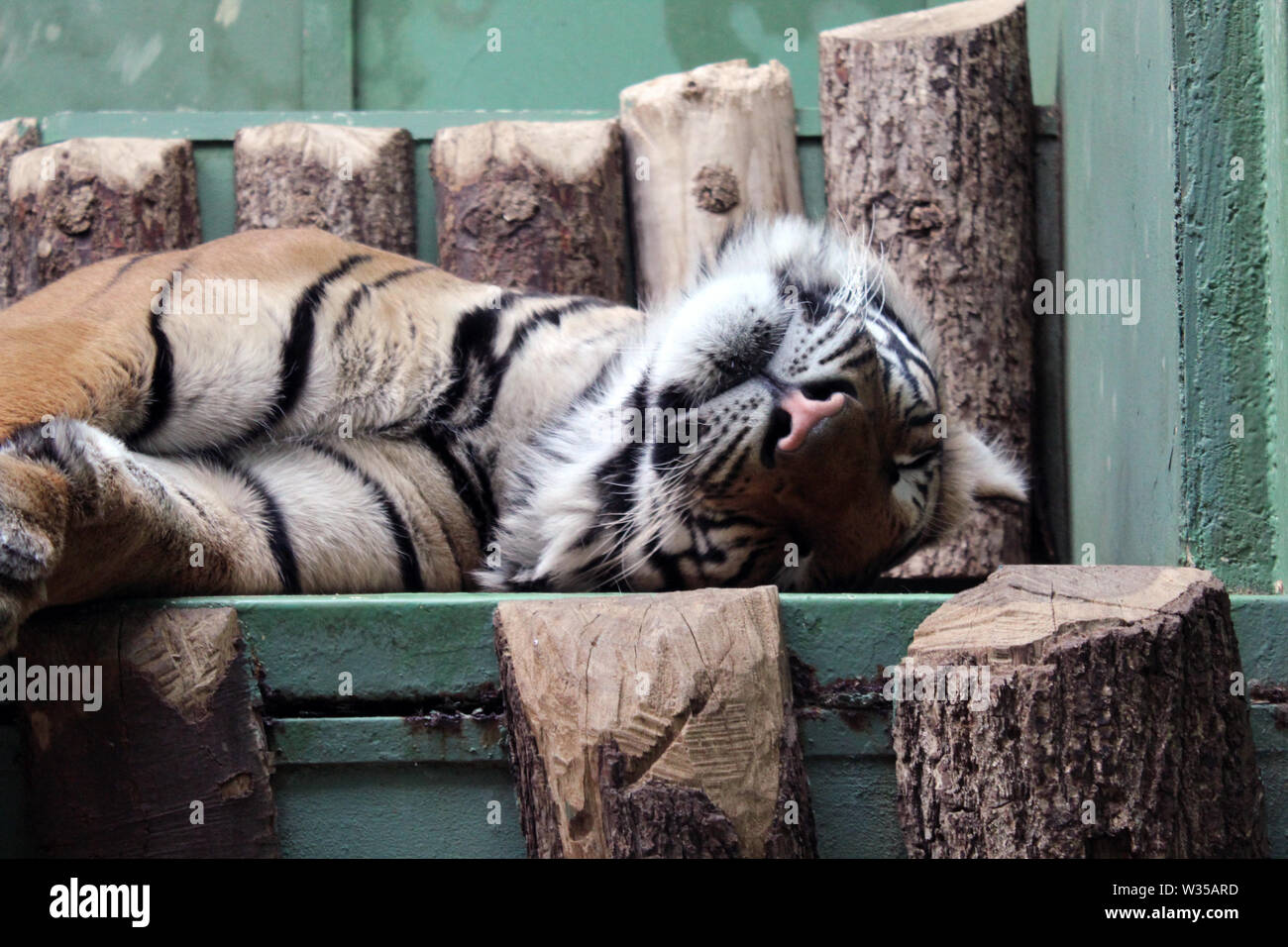 White tiger sleeping hi-res stock photography and images - Alamy