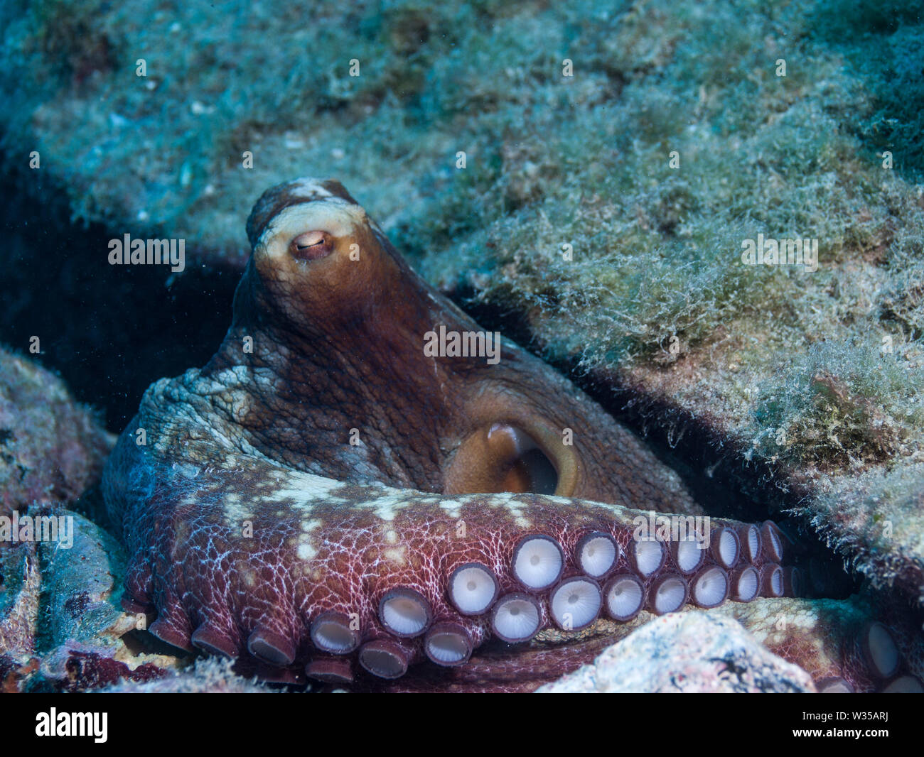 Common octopus octopus vulgaris hunting on coral reef Stock Photo - Alamy