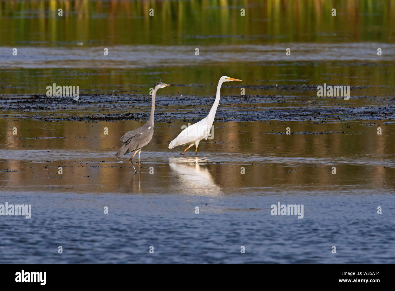 Great egret / common egret / great white egret (Ardea alba / Egretta ...