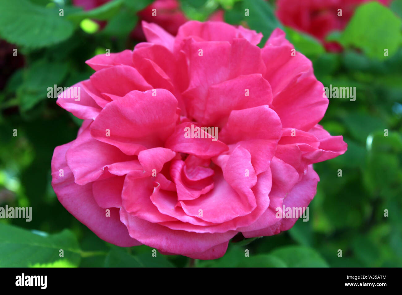 Pink garden flower hi-res stock photography and images - Alamy