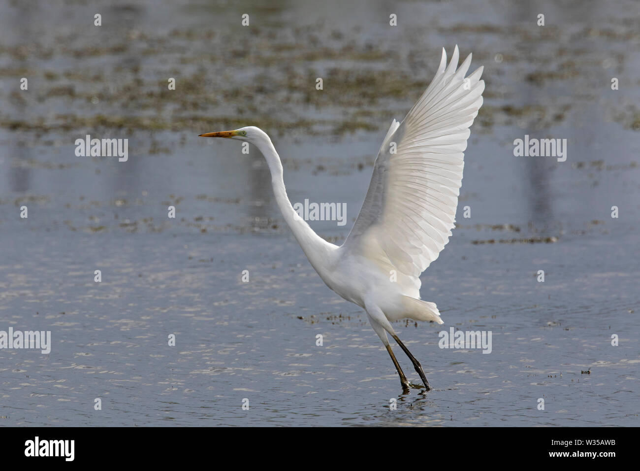 Great egret / common egret / great white egret (Ardea alba / Egretta ...