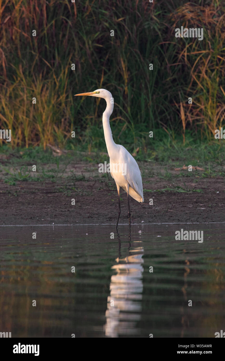 Great egret / common egret / great white egret (Ardea alba / Egretta ...
