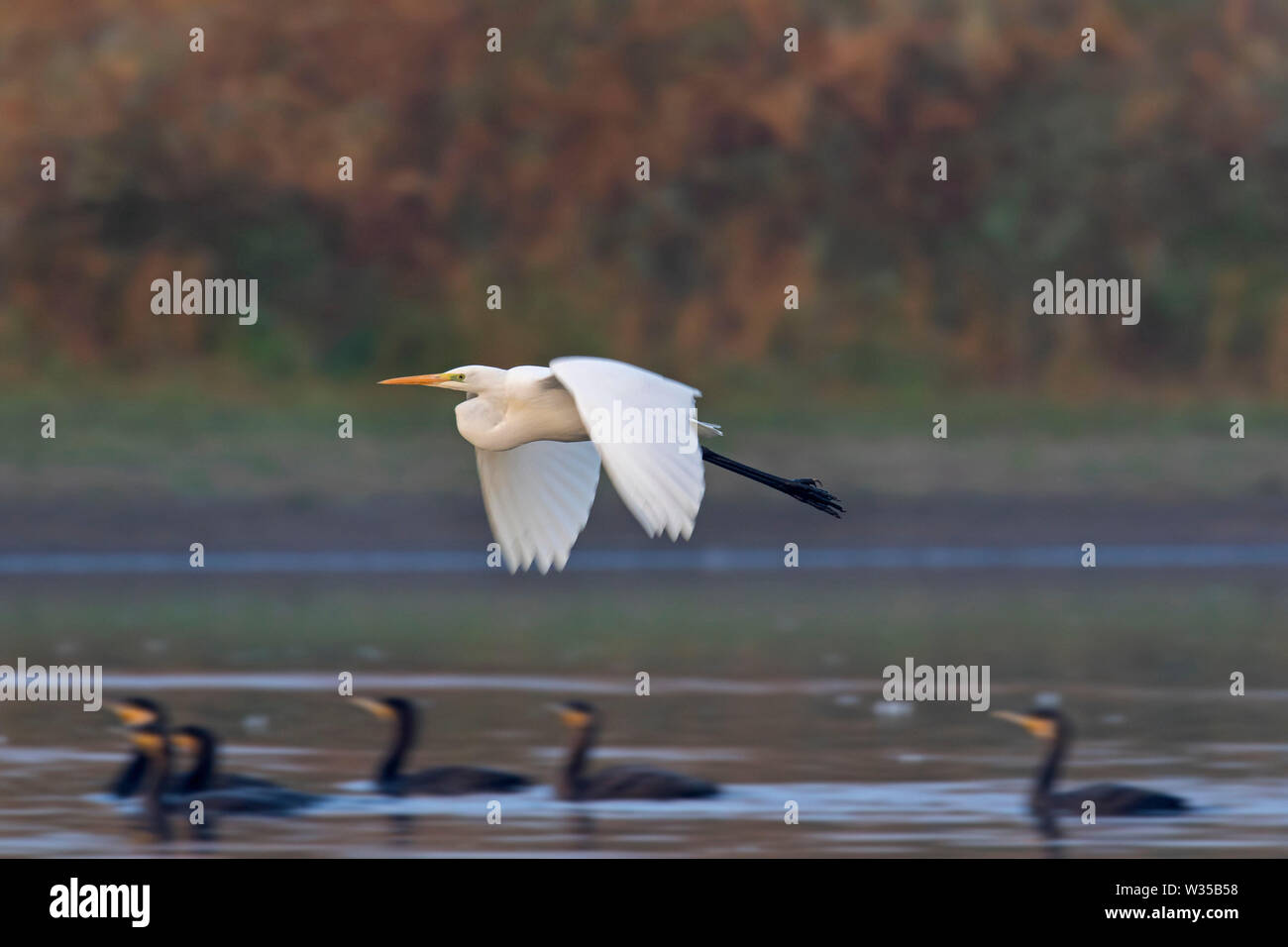 Great egret / common egret / great white egret (Ardea alba / Egretta ...