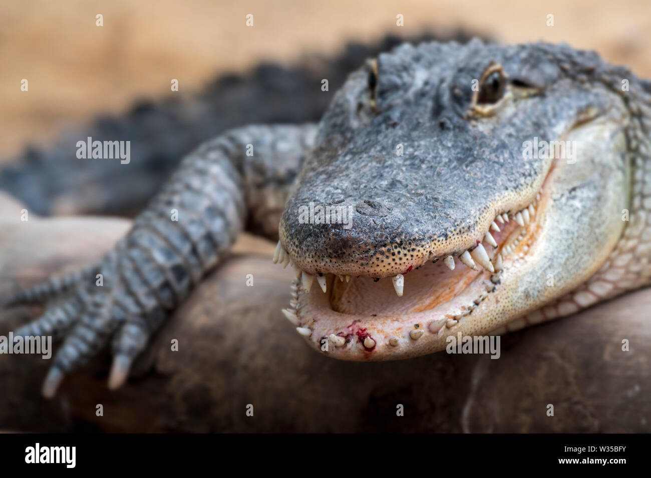 American alligator / gator / common alligator (Alligator ...