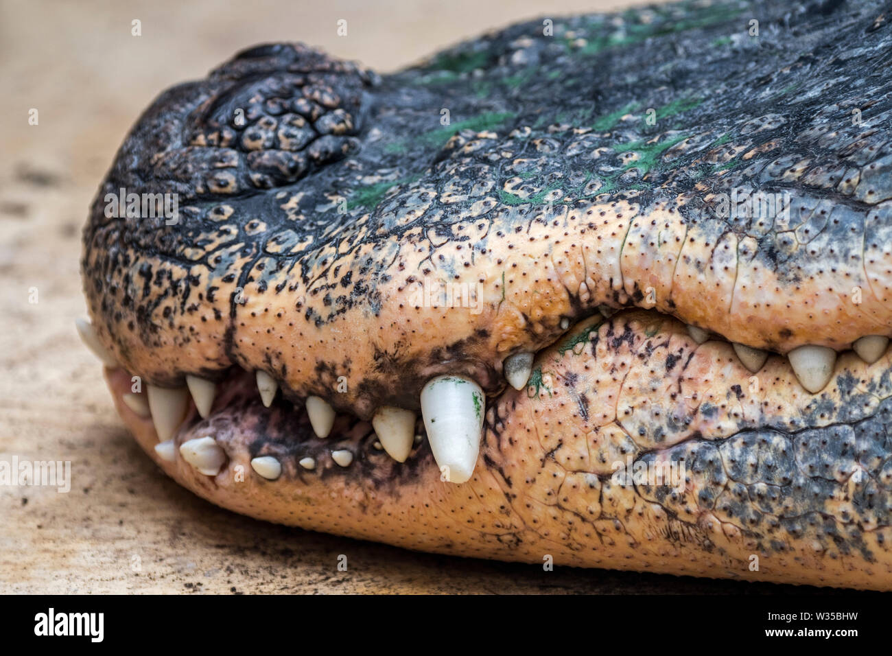 American alligator / gator / common alligator (Alligator ...