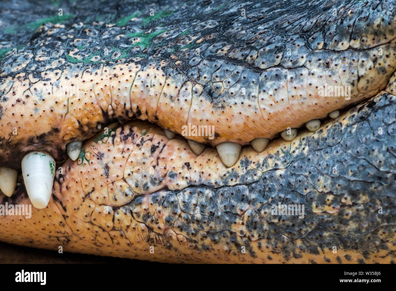 American alligator / gator / common alligator (Alligator ...