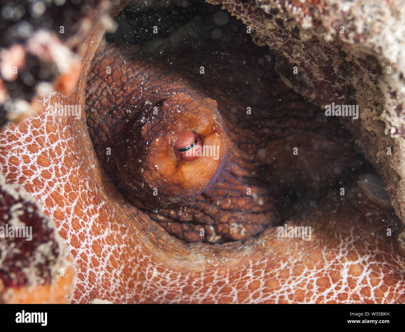 Common octopus octopus vulgaris hunting on coral reef Stock Photo - Alamy