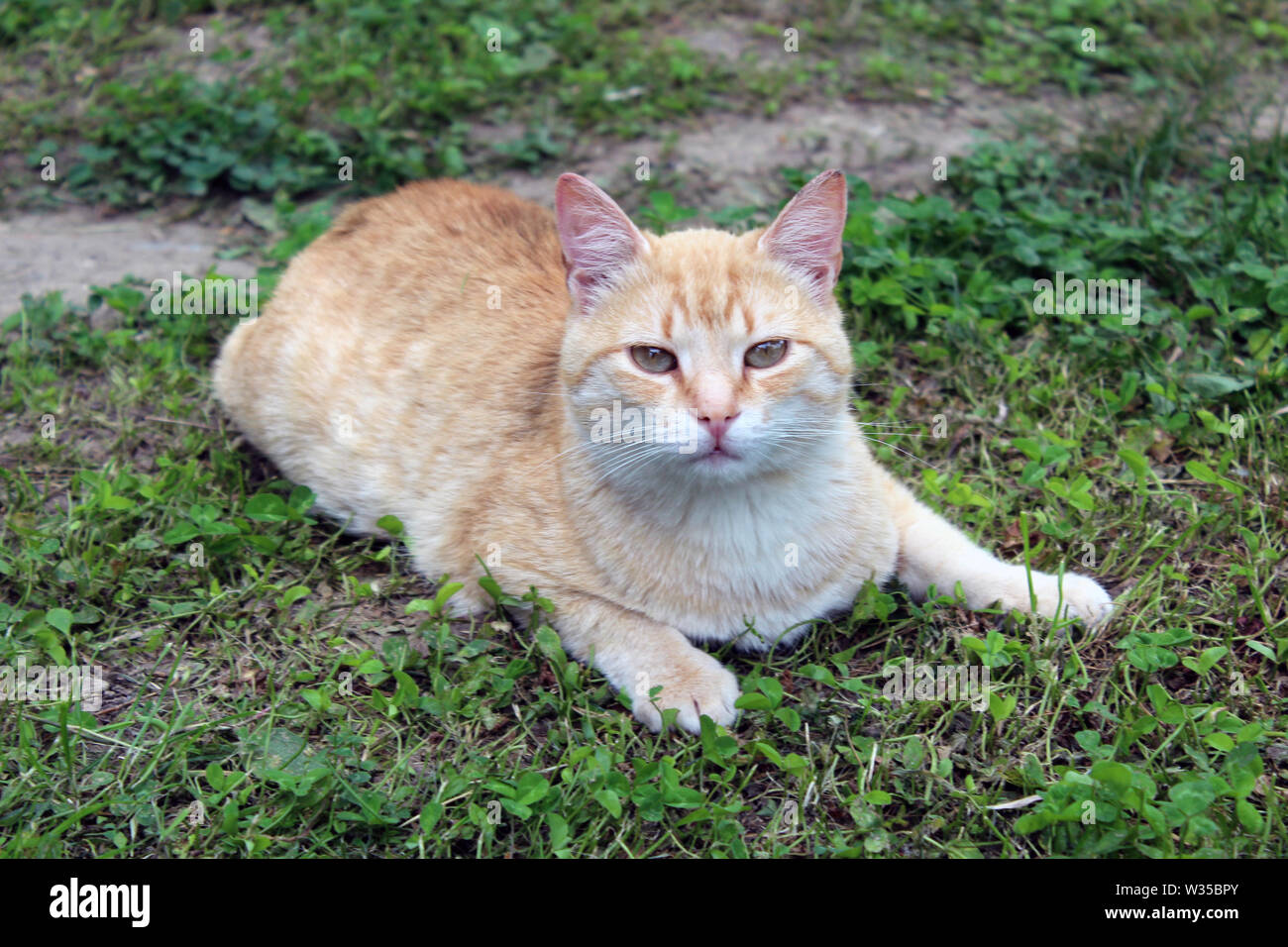 Orange cats hi-res stock photography and images - Alamy
