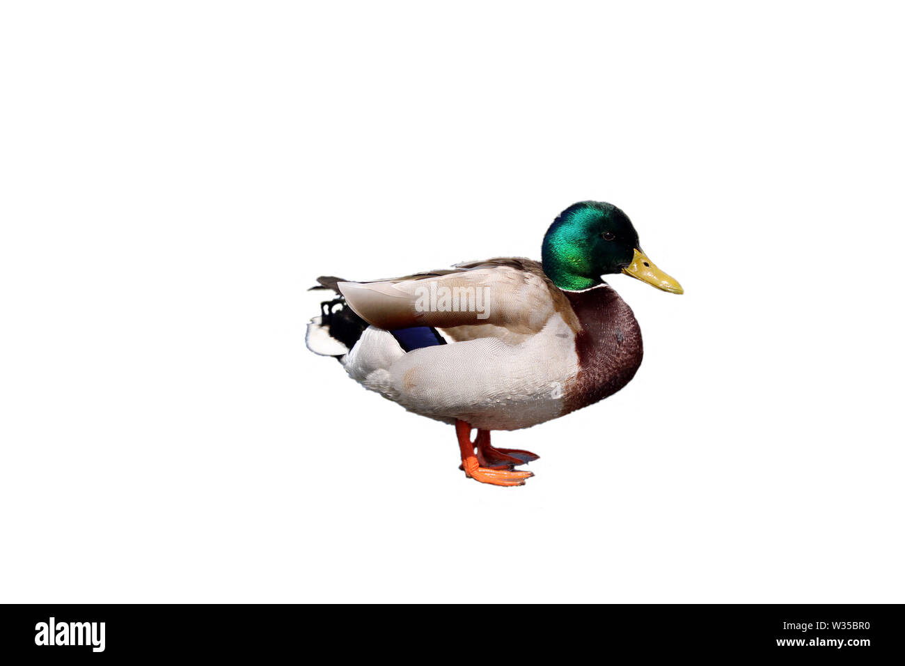 Male mallard ducks Cut Out Stock Images & Pictures - Alamy
