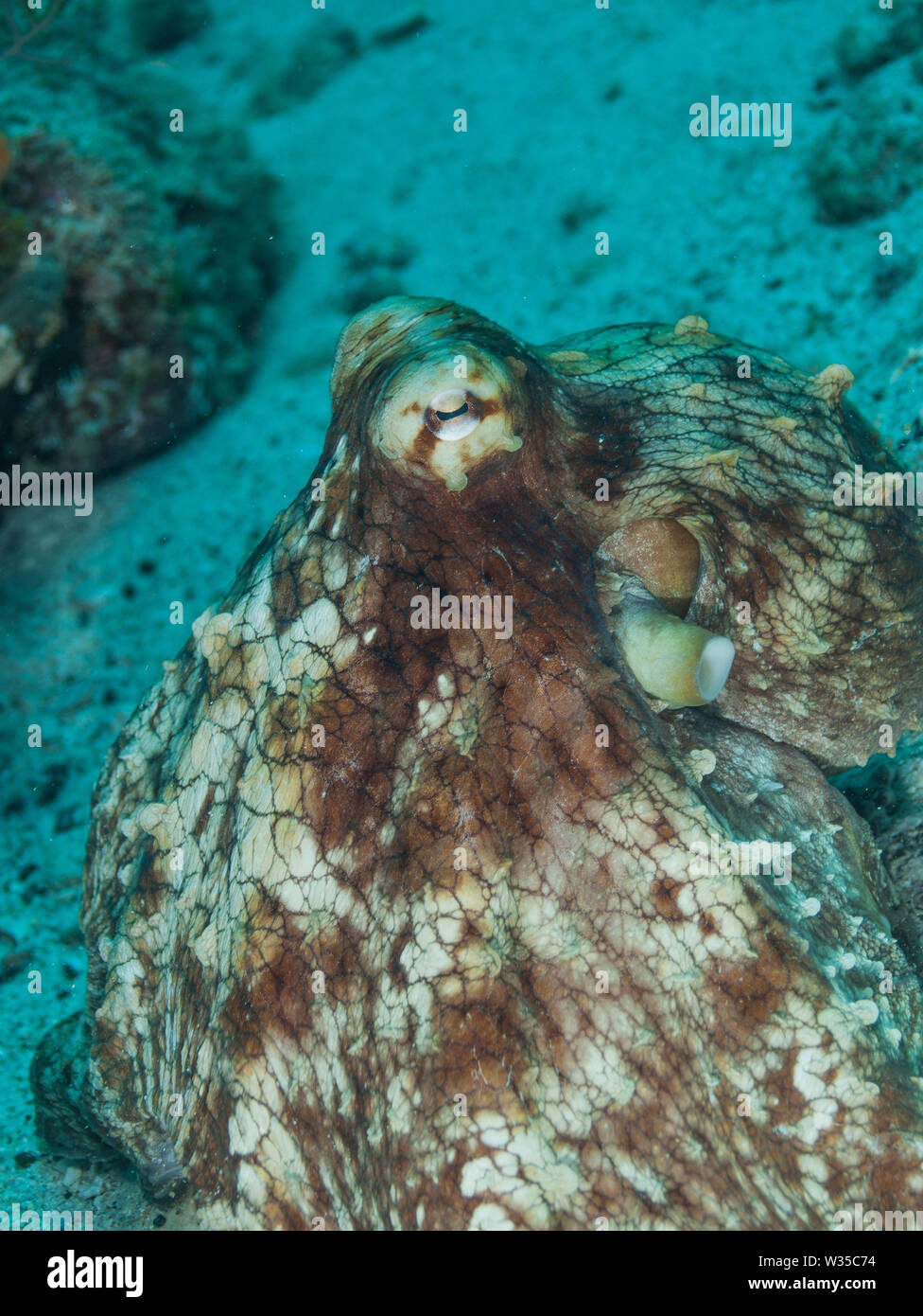 Common octopus octopus vulgaris hunting on coral reef Stock Photo - Alamy
