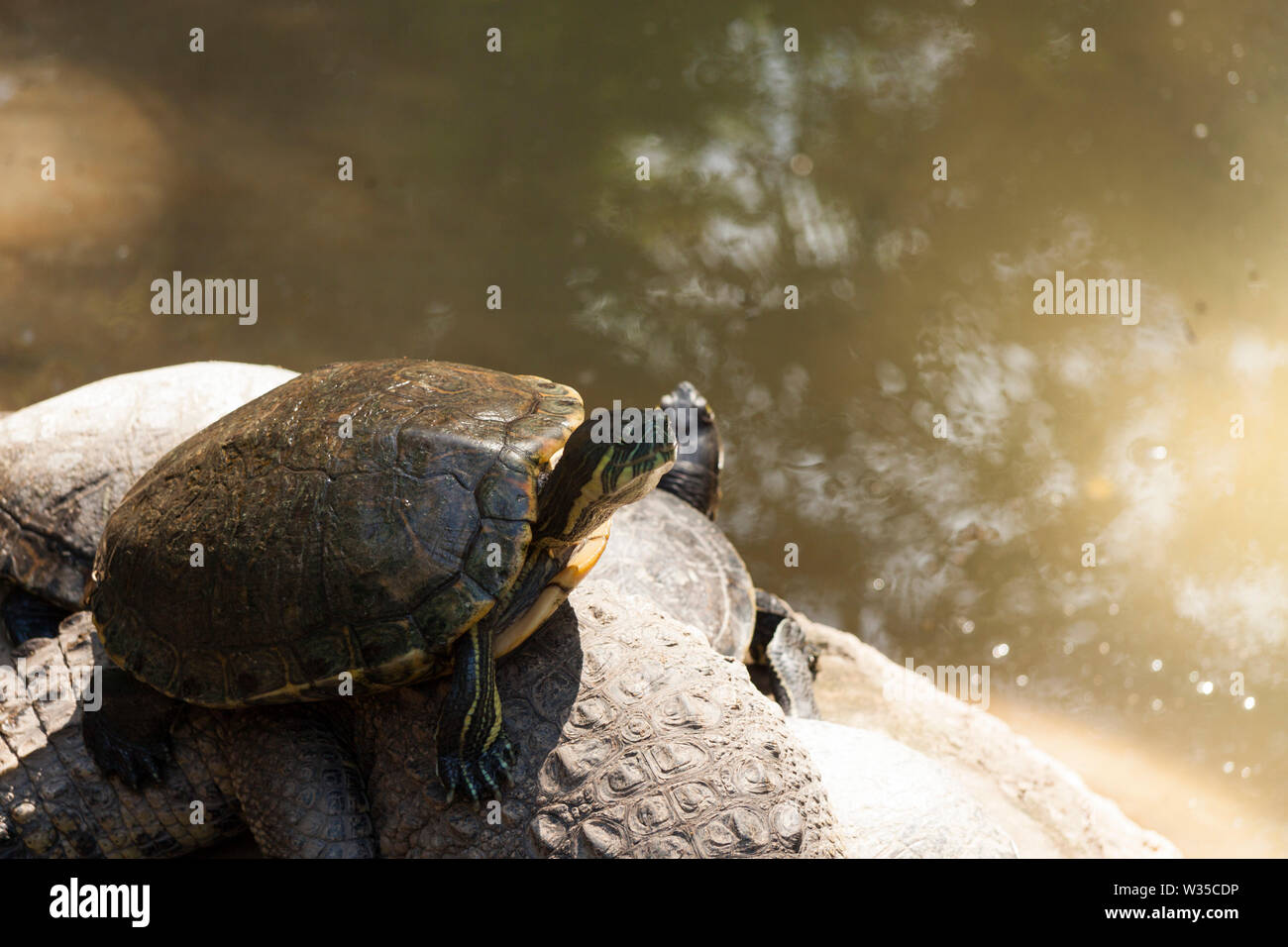 Tabasco mexico river hi-res stock photography and images - Alamy