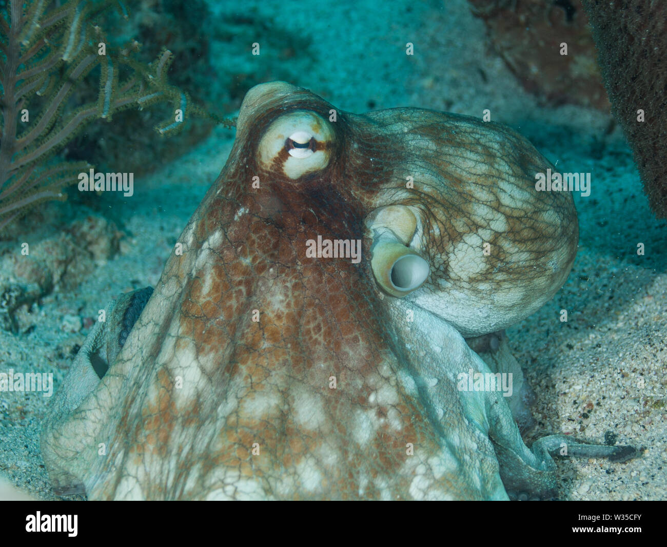Common octopus octopus vulgaris hunting on coral reef Stock Photo - Alamy