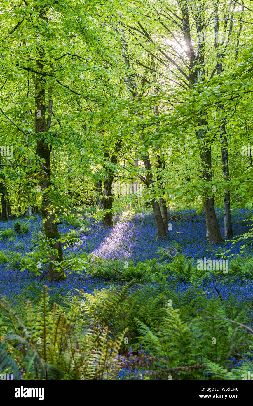 English bluebells through trees hi-res stock photography and images - Alamy
