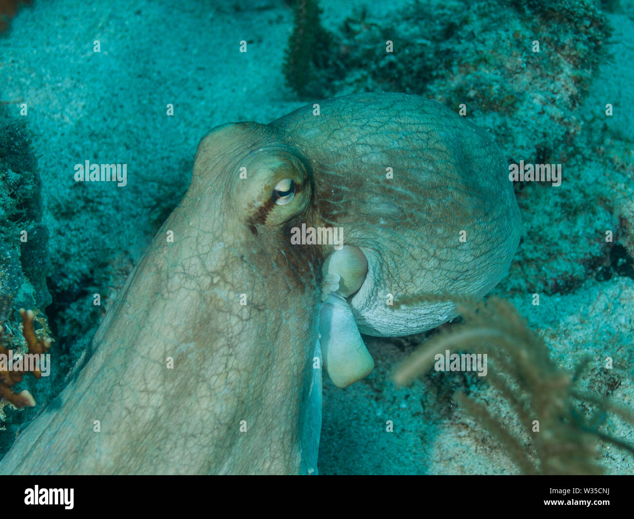 Common octopus octopus vulgaris hunting on coral reef Stock Photo - Alamy
