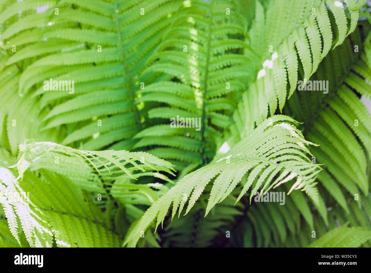 Fern (Polypodiophyta) with green leaves texture background, plants in a ...
