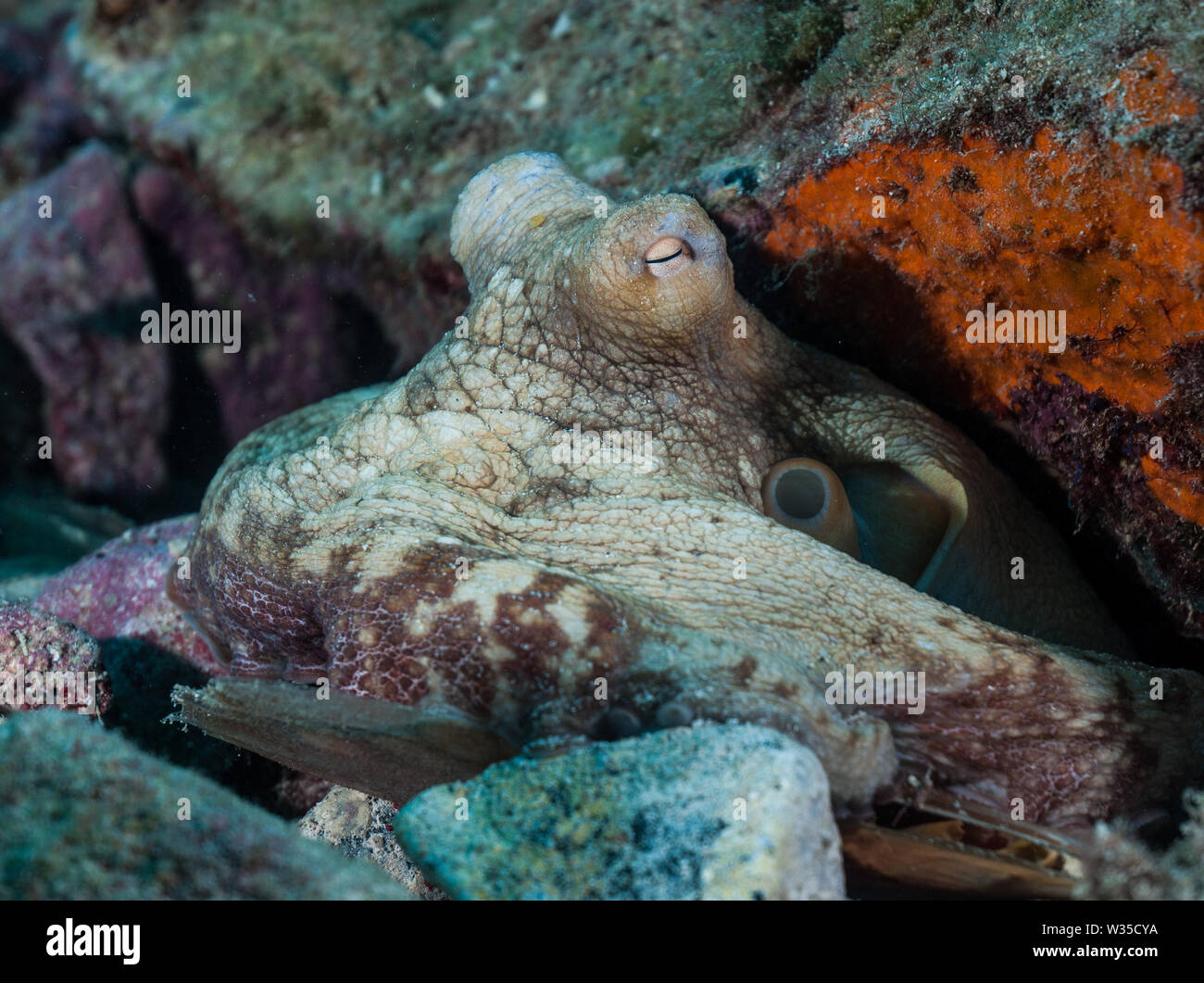 Common octopus octopus vulgaris hunting on coral reef Stock Photo - Alamy