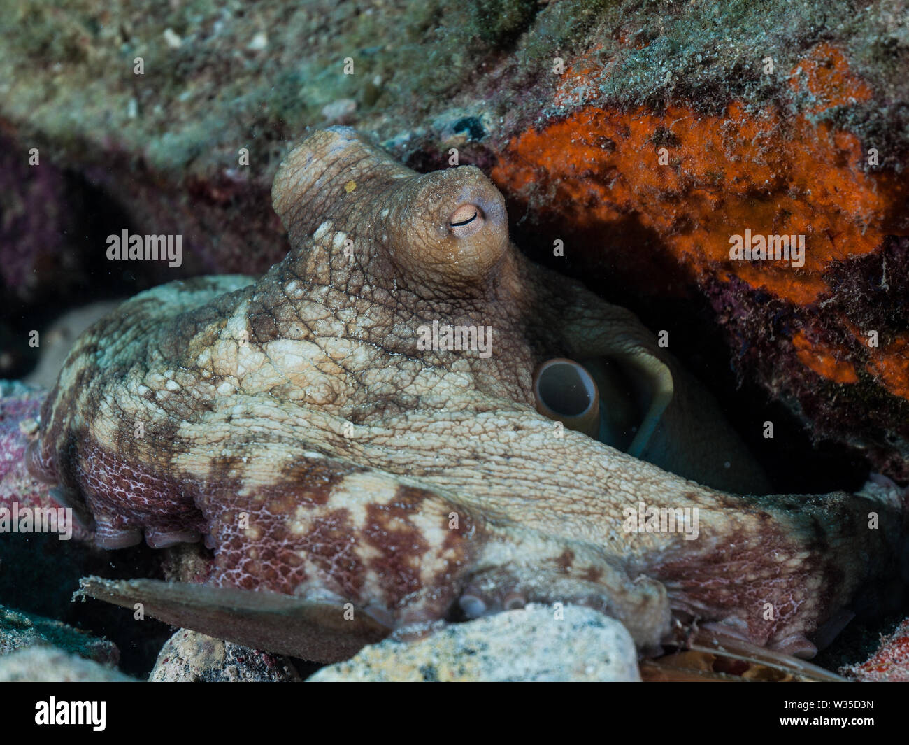 Common octopus octopus vulgaris hunting on coral reef Stock Photo - Alamy
