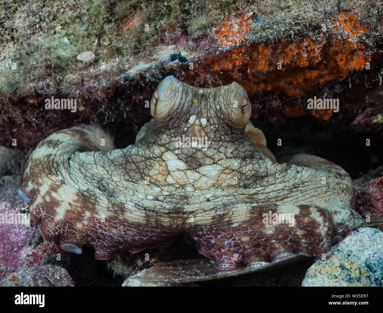 Common octopus octopus vulgaris hunting on coral reef Stock Photo - Alamy