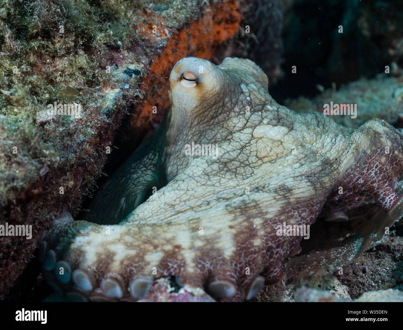 Common octopus octopus vulgaris hunting on coral reef Stock Photo - Alamy
