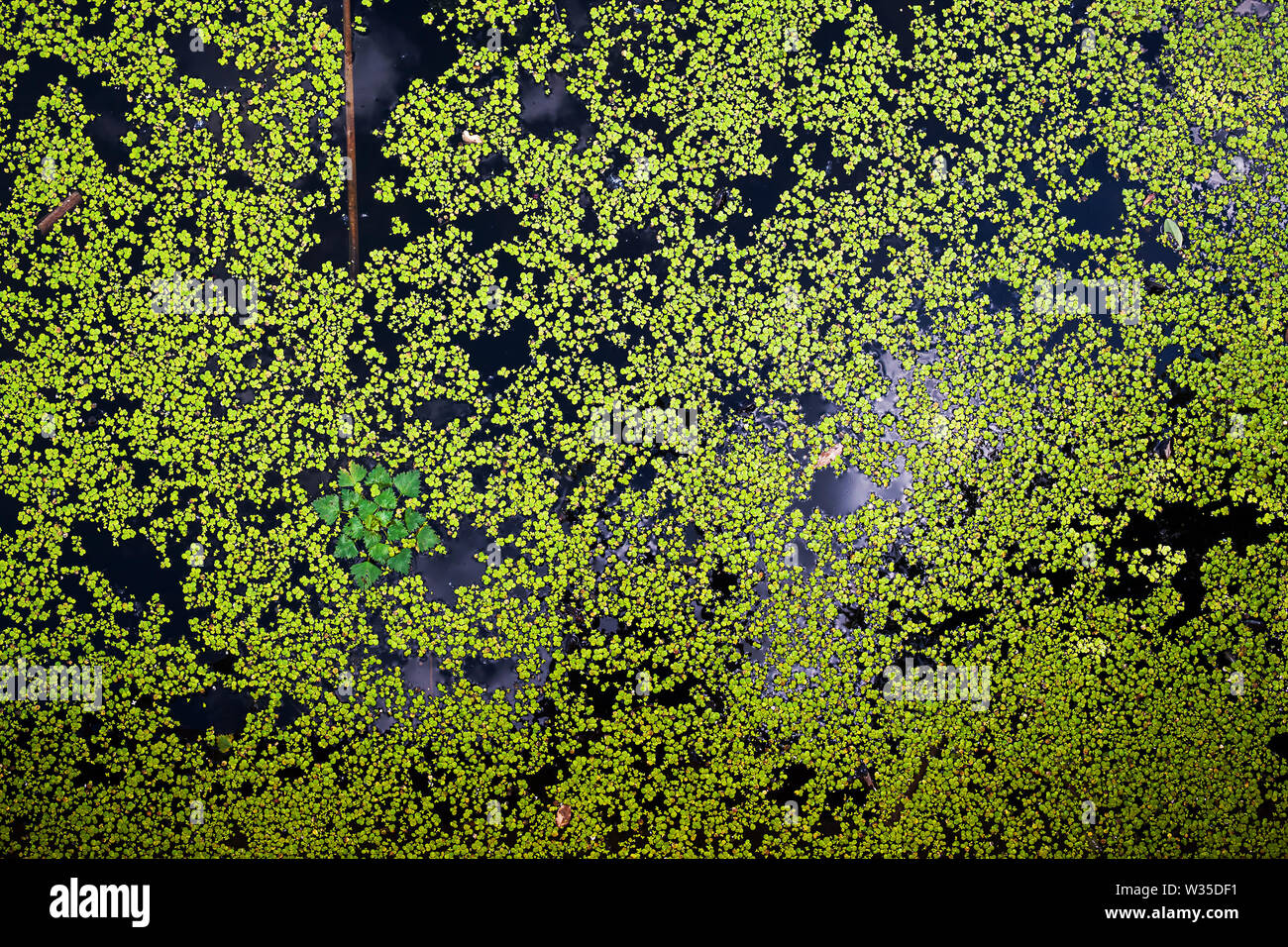 Details of surface of swamp water, closeup view Stock Photo - Alamy