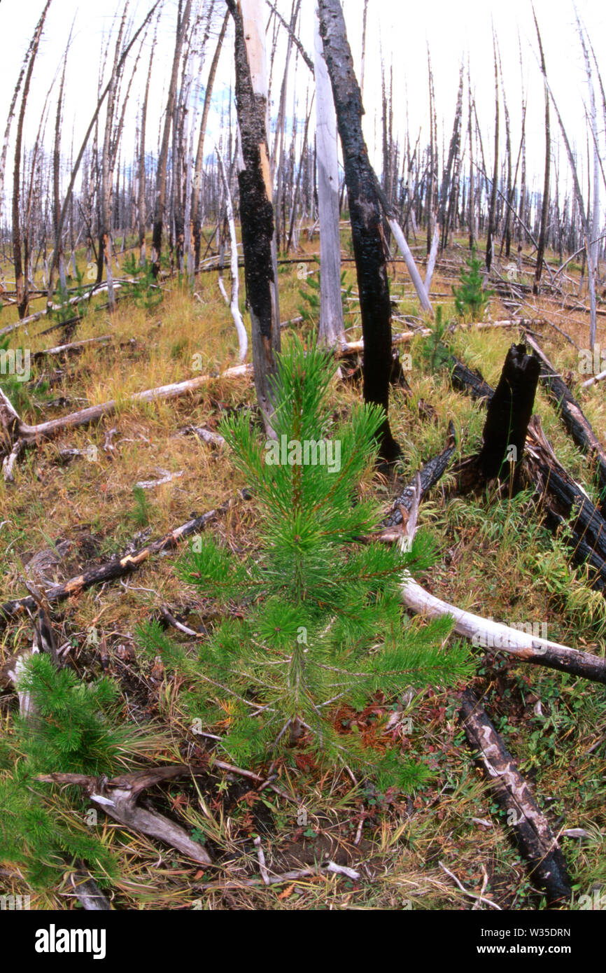 Yellowstone Fire Regrowth High Resolution Stock Photography and Images ...