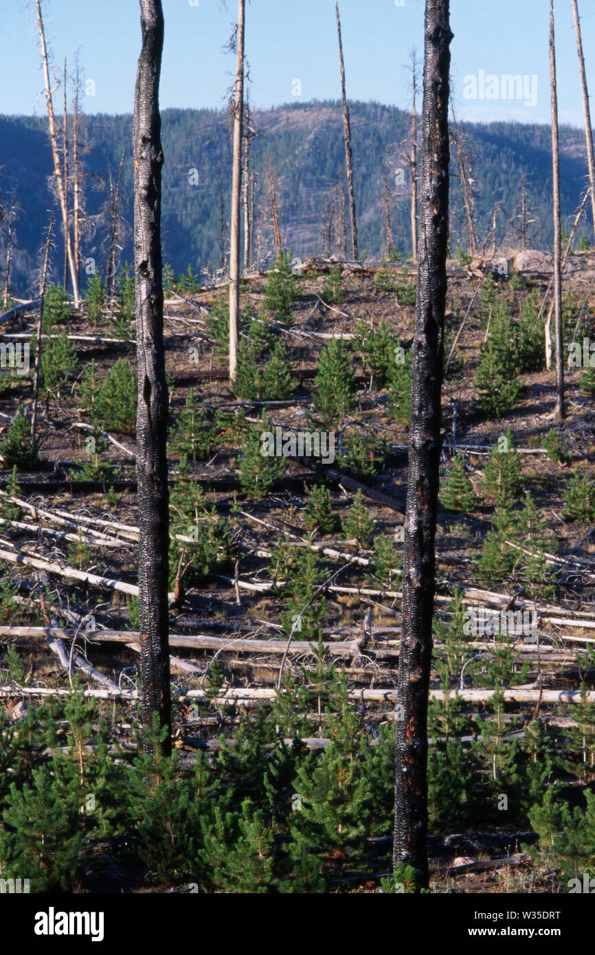 Yellowstone National Park, regrowth 9 years after the 1988 fire. Photo ...