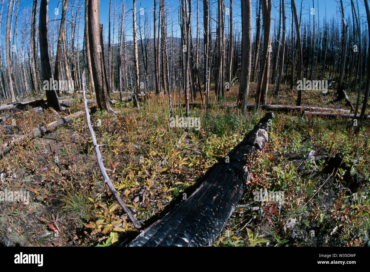 Yellowstone National Park, regrowth 9 years after the 1988 fire Stock ...