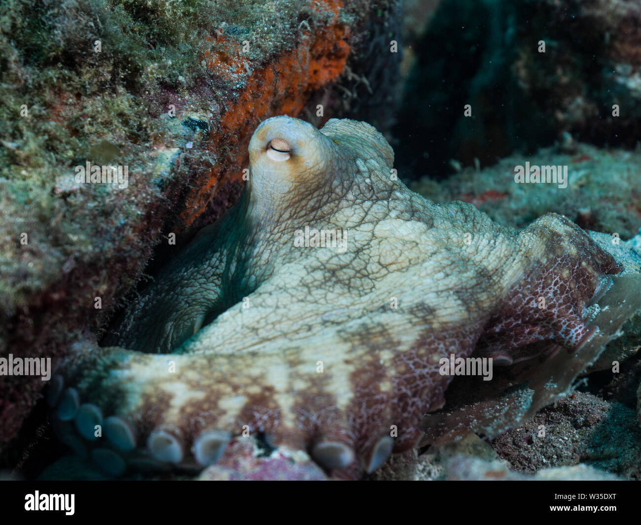 Common octopus octopus vulgaris hunting on coral reef Stock Photo - Alamy
